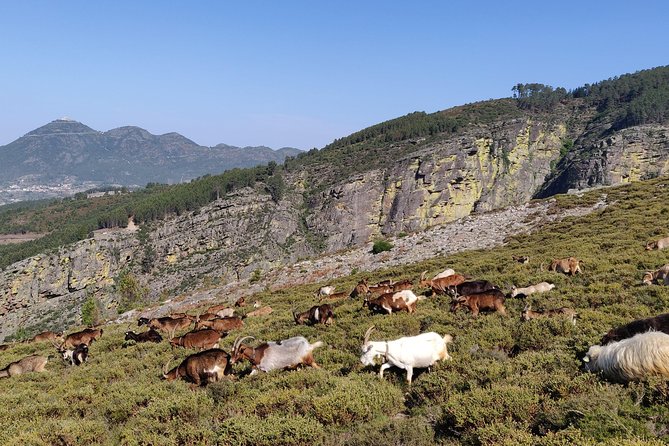 Ermelo Fisgas Trail Review: A Must-Do Adventure - Highlights of the Experience