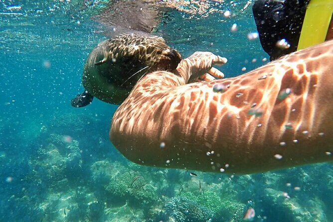 Espiritu Santo Island Day Tour - Wildlife and Marine Encounters: What You Might See