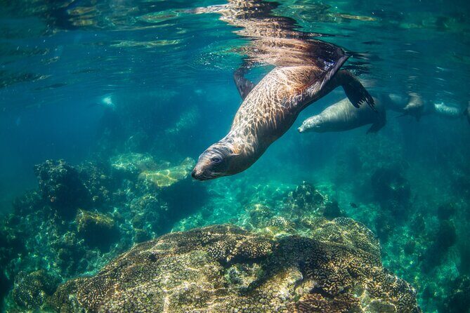 Espiritu Santo Island Snorkel & Sea Lion Adventure - The Journey to Isla los Islotes