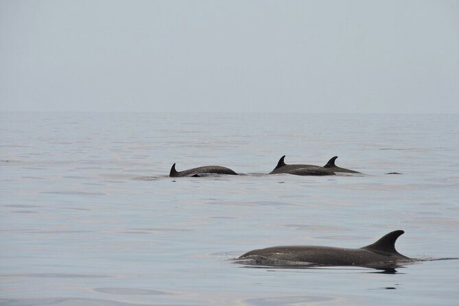 Espiritu Santo Island: Snorkel, Wildlife and Beach - Who Will Love This Tour?