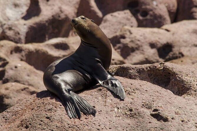 Espiritu Santo Island: Snorkel, Wildlife and Beach - The Sum Up