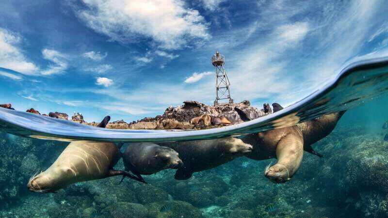 Espiritu Santo Island: Snorkeling Sea Lion Adventure - An In-Depth Look at the Tour