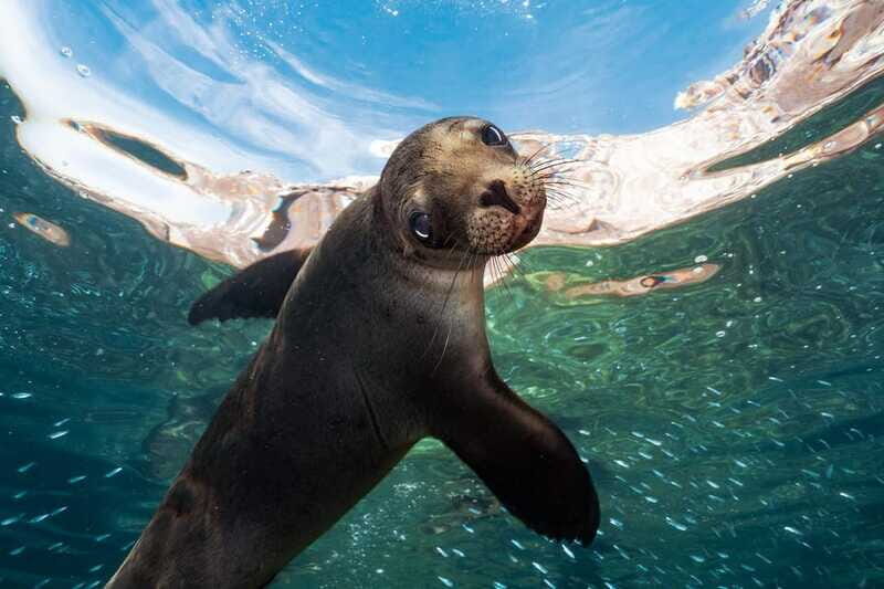 Espiritu Santo Island: Snorkeling Sea Lion Adventure - Frequently Asked Questions