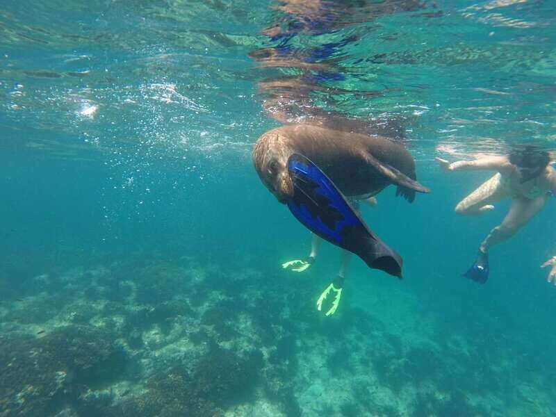 Espiritu Santo Snorkeling and Sea Lion Adventure - Key Points