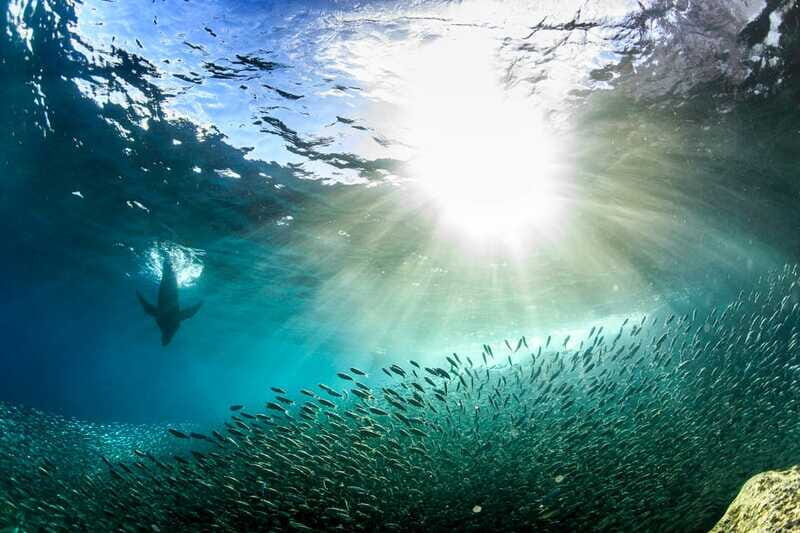 Espiritu Santo Snorkeling and Sea Lion Adventure - Who Would Enjoy This Tour?