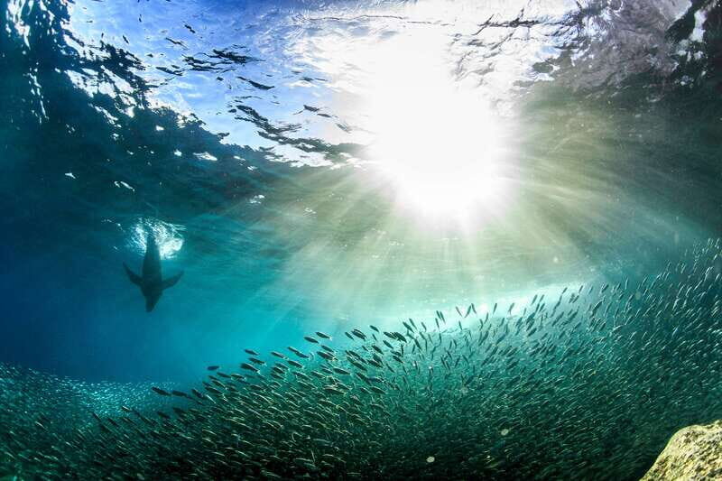 Espiritu Santo Snorkeling and Sea Lion Adventure - Final Thoughts