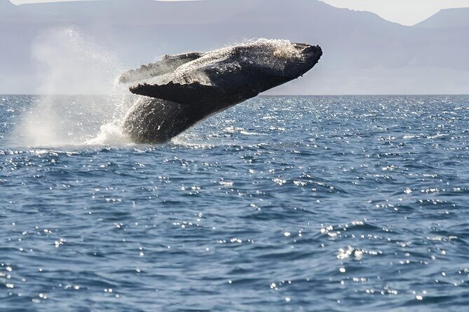 Espiritu Santo Wildlife Expedition and Snorkeling Tour (Private) - Practical Considerations