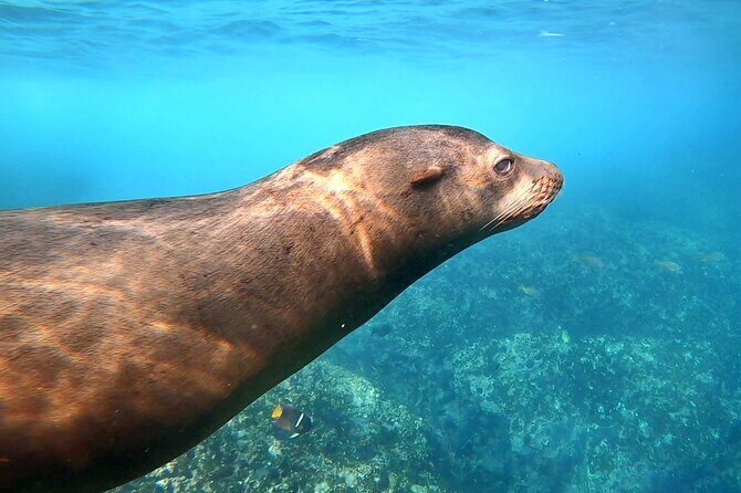 Espiritu Santo Wildlife Expedition and Snorkeling Tour (Private) - Who Should Consider This Tour?