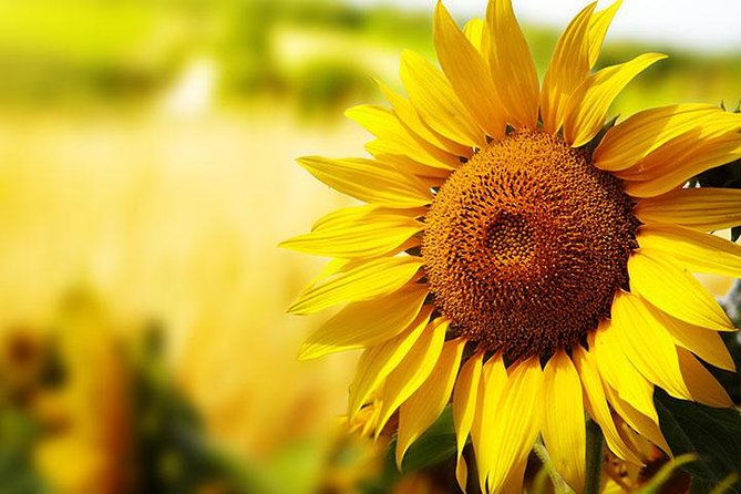 Essence of Chianti Small Group Tour with Lunch and Tastings from Florence - Key Points