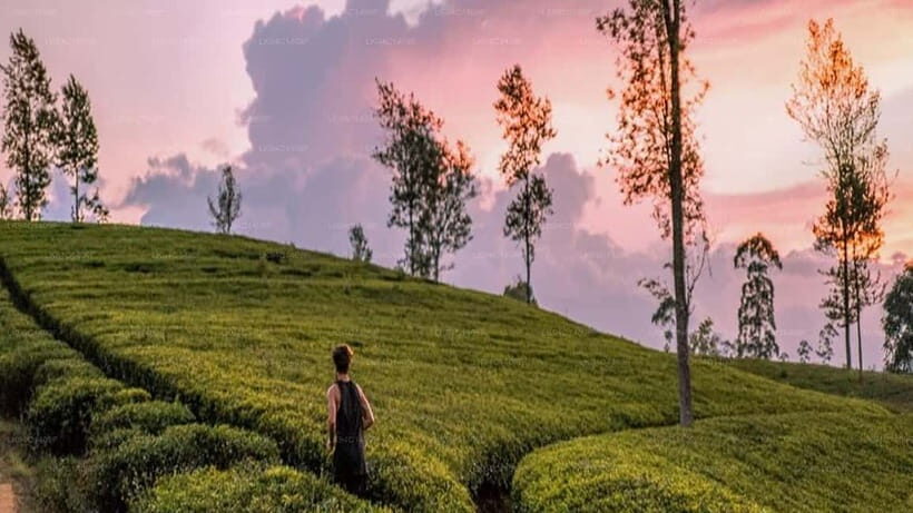 Essence of Sri Lanka: 12 Days of Culture, Nature & Adventure - Final Thoughts: Who Will Love This Tour?