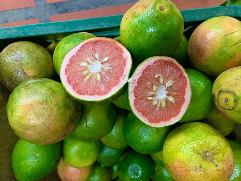 Essential Fruit Experience - Key Points