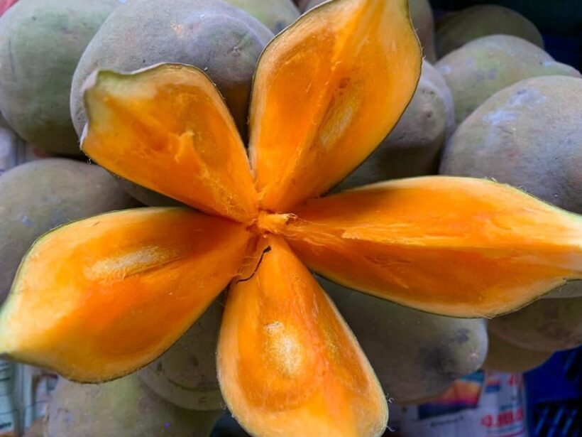 Essential Fruit Experience - FAQ