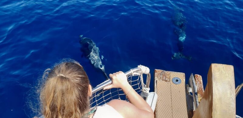 Estepona: Dolphin Search Boat Trip with Drink and Snacks - Price and Value Analysis