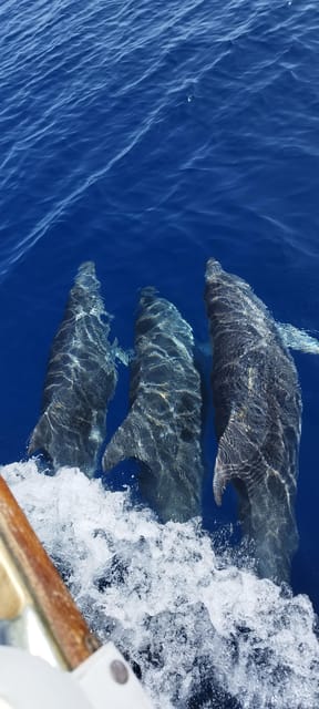 Estepona: Dolphin Search Boat Trip with Drink and Snacks - The Experience Provider