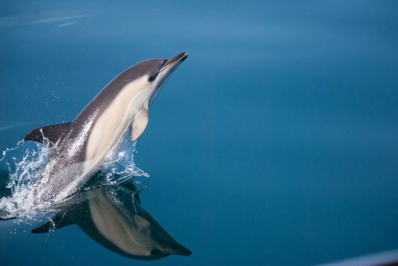 Estepona: Dolphin Watching Sailboat Cruise with Drink - Exploring the Estepona Dolphin Watching Cruise
