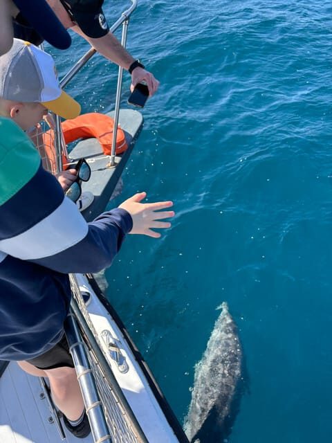 Estepona: Dolphins Searching Sea Cruise with Drink & Snacks - Meeting Point and Practical Details