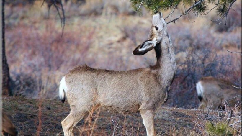 Estes Park: Bear Lake Corridor Tour - The Sum Up