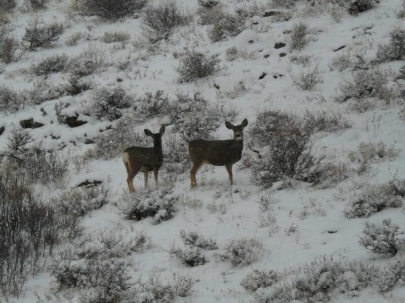 Estes Park: Bear Lake Corridor Tour - The Value of Guided Photography Tours