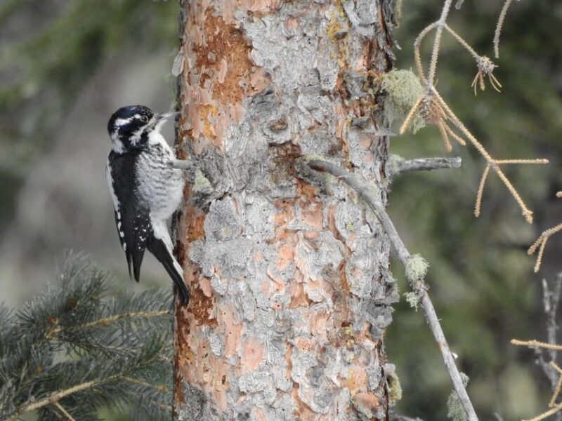 Estes Park: Birds of Colorado Speaker Series - Who Will Enjoy This?