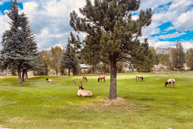 Estes Park Guided E-Bike Tour - Accessibility and Group Size