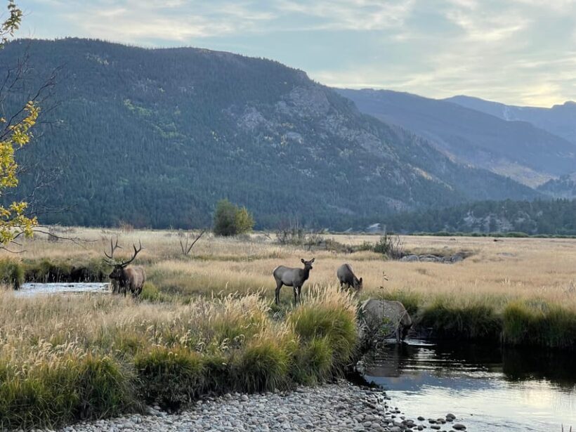 Estes Park: Guided Elk Rut Tour - The Sum Up
