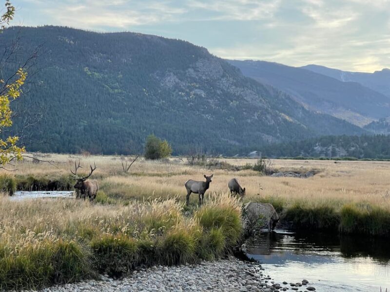 Estes Park: Guided Sunset Elk Mating Ritual Tour - Pricing and Value