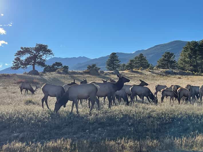 Estes Park: Guided Sunset Elk Mating Ritual Tour - FAQ