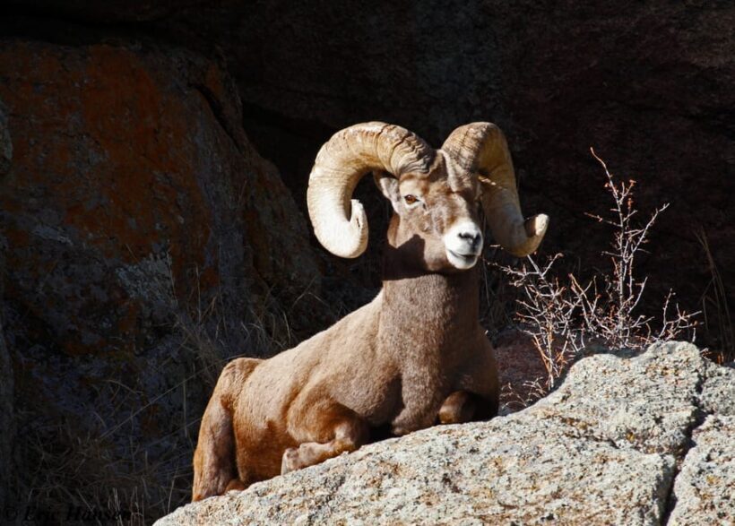 Estes Park: Rocky Mountain National Park Safari Tour - Pricing & Value for Money