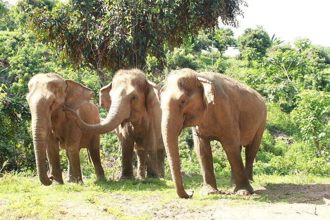 Ethical Elephant Observation by Samui Elephant Sanctuary - Who Is This Tour Best For?