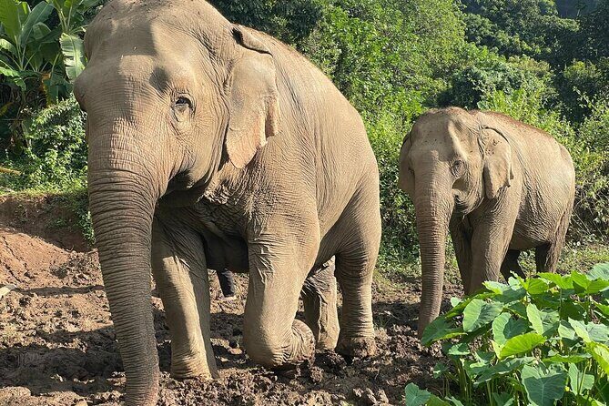 Ethical Elephant Observation by Samui Elephant Sanctuary - FAQ