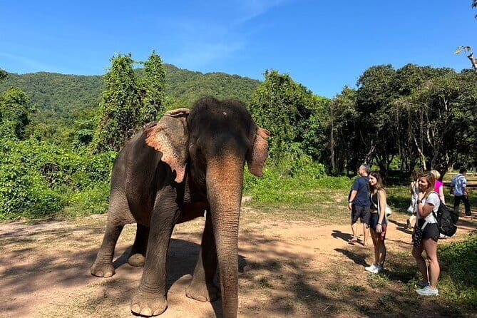Ethical Elephant Watching Tour From Bangkok & Pattaya - Ethical Elephant Watching Tour From Bangkok & Pattaya: A Genuine Connection