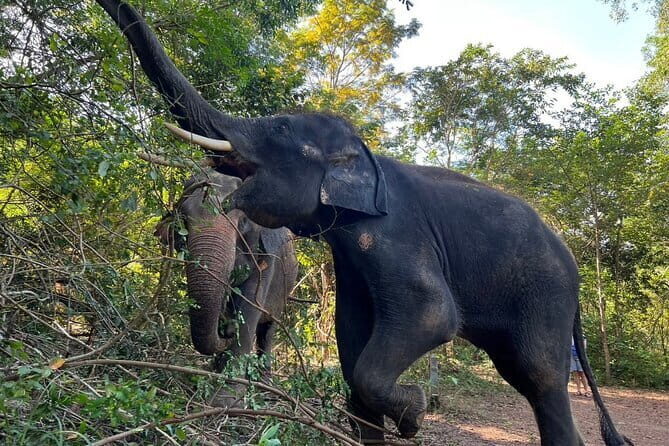 Ethical Elephant Watching Tour From Bangkok & Pattaya - FAQs