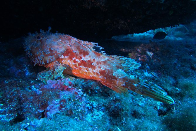 Etna & Diving Jeep Tour - Key Points