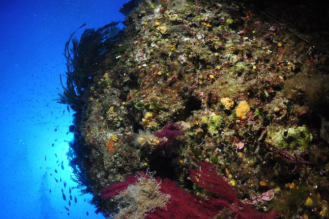 Etna & Diving Jeep Tour - Does the Tour Offer Good Value?