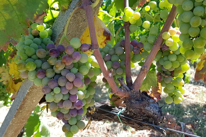 Etna DOC & Organic Wine tasting and tour of the 1815 historic winery - Why This Tour Offers Good Value