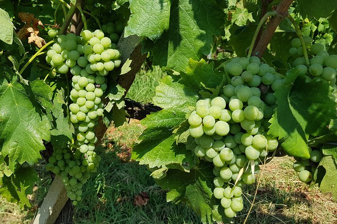 Etna DOC & Organic Wine tasting and tour of the 1815 historic winery - Who Should Consider This Tour