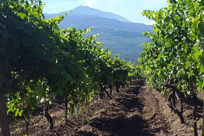 Etna excursion and wine tasting with Sicilian lunch - The Value of the Experience