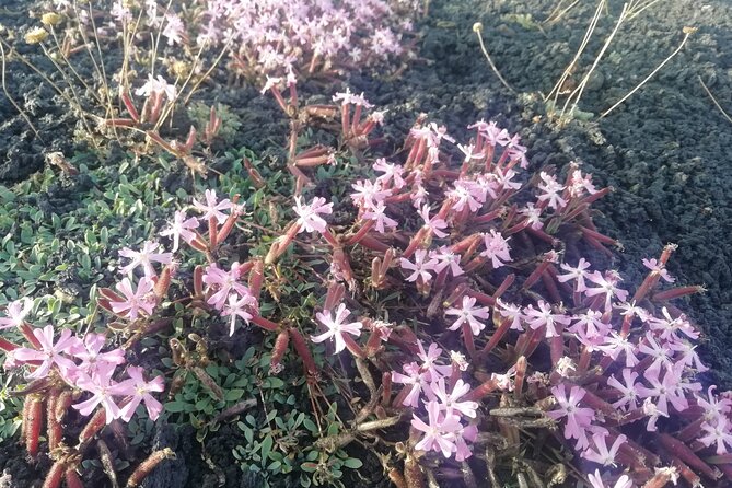 Etna Morning Tour, caves and craters - FAQs