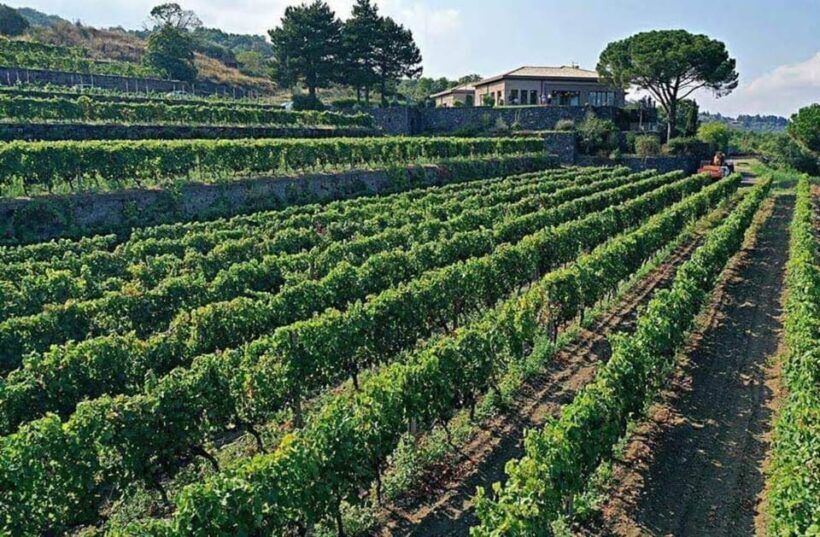 Etna North: Private Trekking and Wine tasting with light lunch - Key Points
