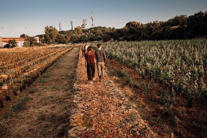 Etna Urban Winery - Tasting with Street Food Platter and vineyard - Practical Tips for Visitors
