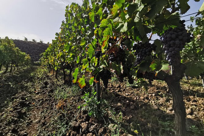 Etna Wine And Taormina From Messina - Enjoy a Unique Winery Experience