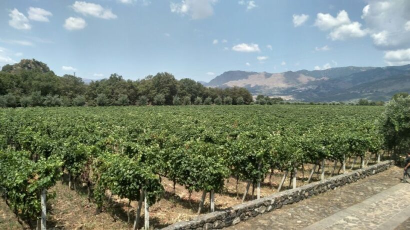 Etna: Wine Tasting and Food Tour - A Deep Dive into the Experience