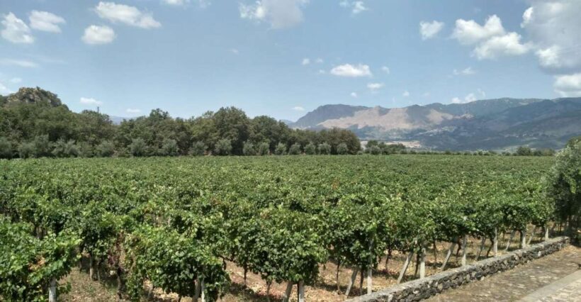 Etna: Wine Tasting and Food Tour - Final Thoughts: Who Will Love This Tour?