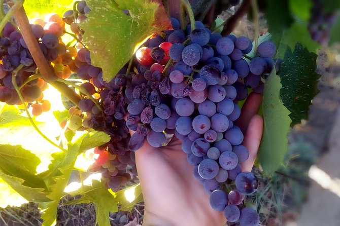 Etna Wineries Tour - Small Groups From Taormina - Customer Experiences