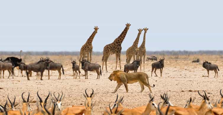 Etosha National Park & Swakopmund Tour - Key Points