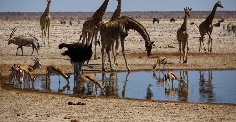 Etosha National Park & Swakopmund Tour - An In-Depth Look at the 5-Day Namibia Tour