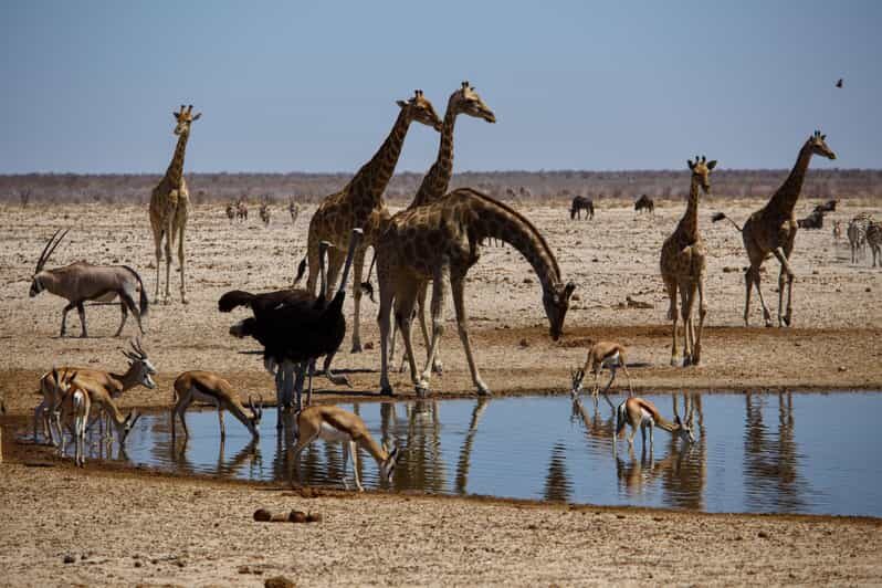 Etosha National Park & Swakopmund Tour - Final Thoughts