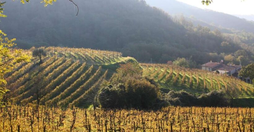 Euganean Hills Guided Wine Tour with Tasting From Padua - Who Should Consider This Tour?