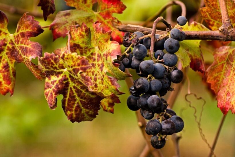 Euganean Hills Guided Wine Tour with Tasting From Padua - Final Thoughts