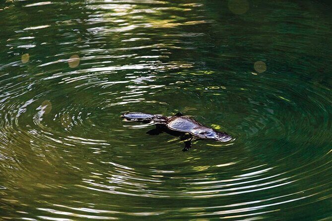 Eungella Platypus Tour - Key Points